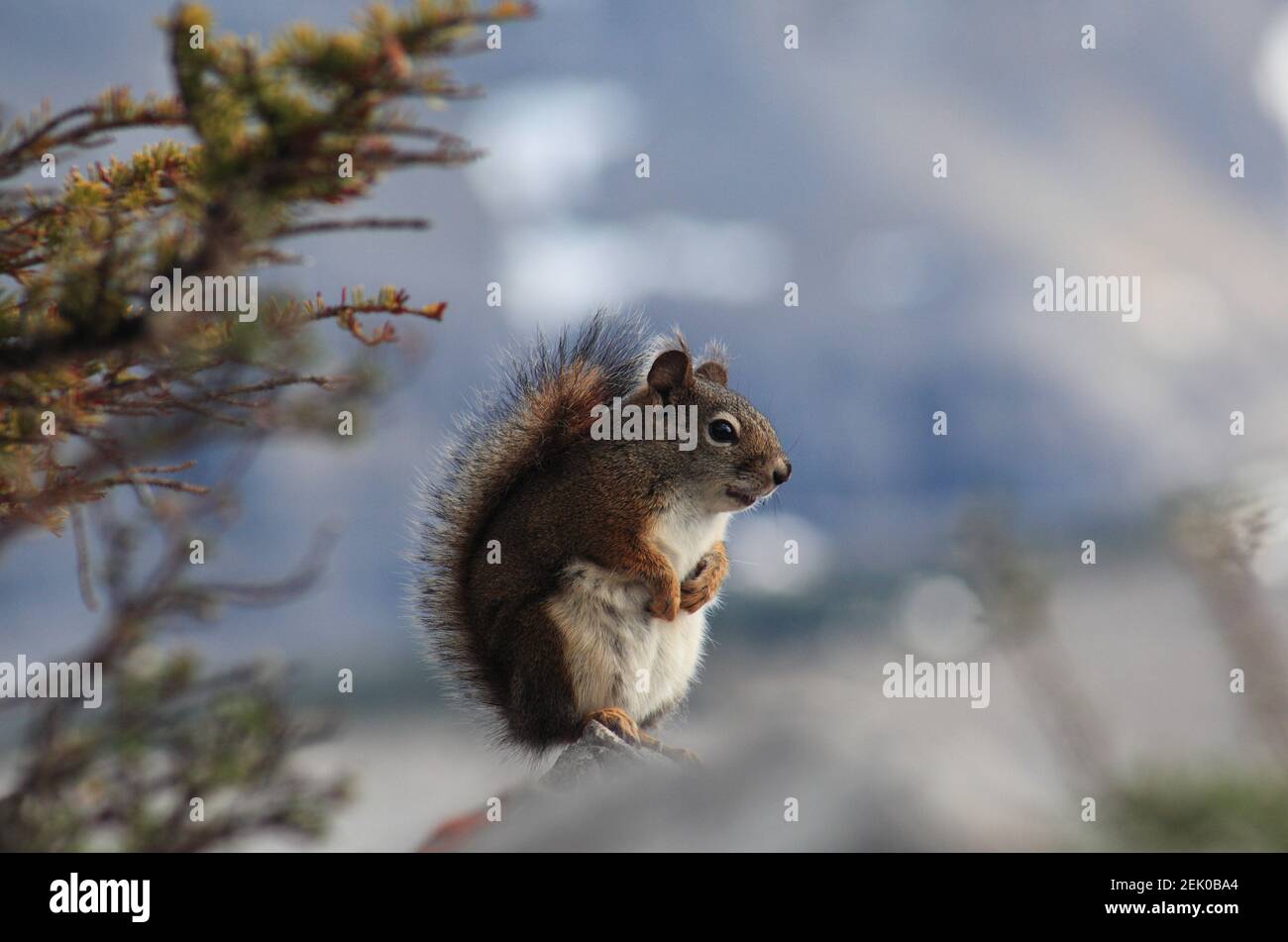 Thriving wild life hi-res stock photography and images - Alamy