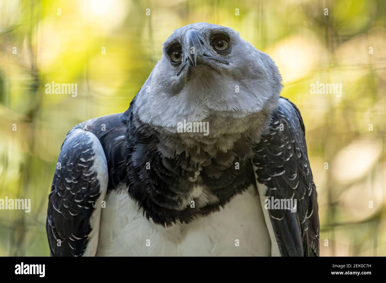 Harpy eagle monkey hi-res stock photography and images - Alamy