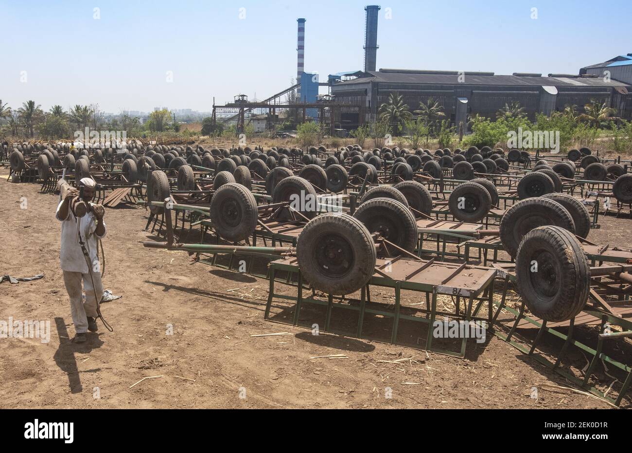 PUNE, INDIA - APRIL 20: A migrant sugar factory worker walks back after ...