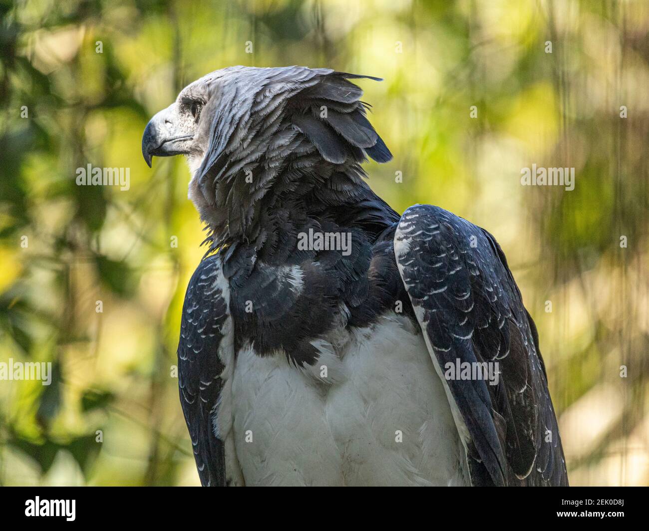 Harpy eagle monkey hi-res stock photography and images - Alamy