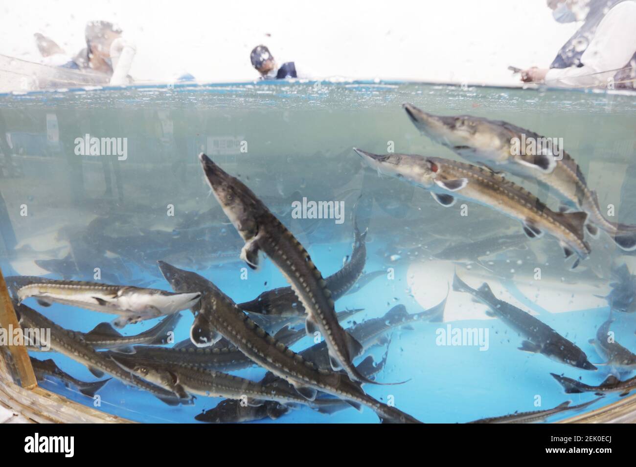 Staff work to set 10000 Chinese Sturgeons of the second generation free ...