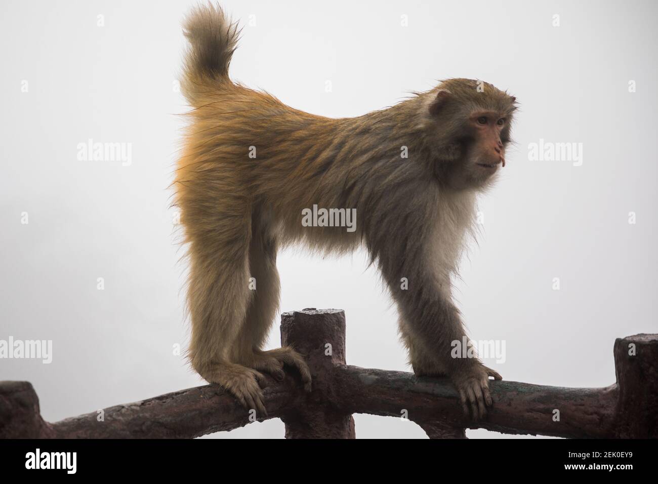 A wild monkey sits on a branch, interacting with tourists and showing ...
