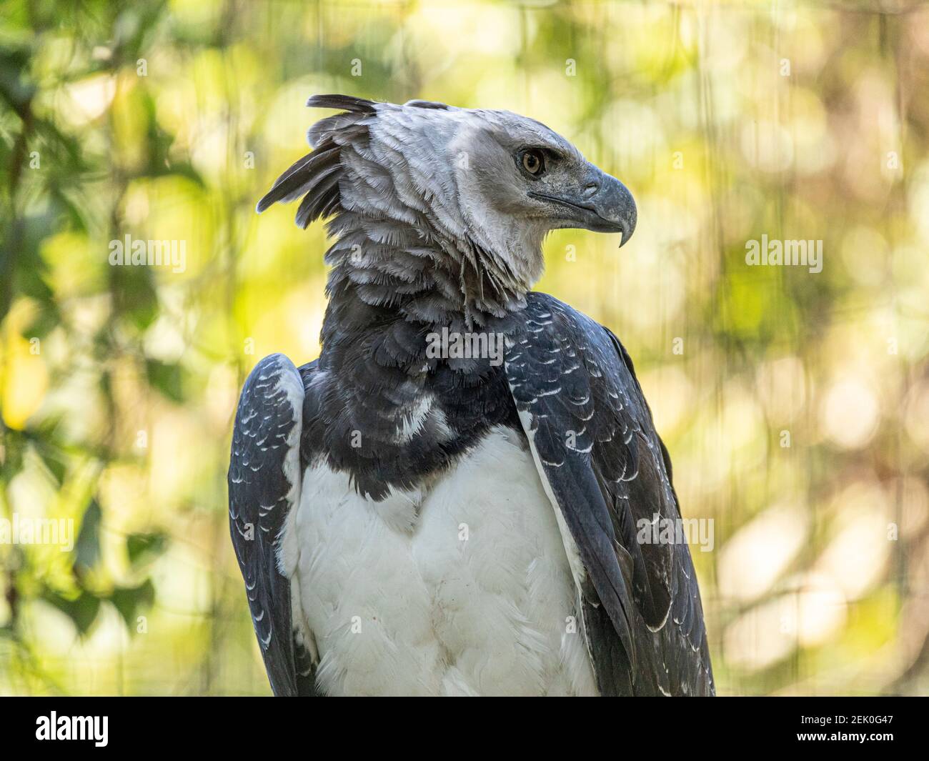The Harpy Eagle (Harpia harpyja) with green nature bokeh as background ...