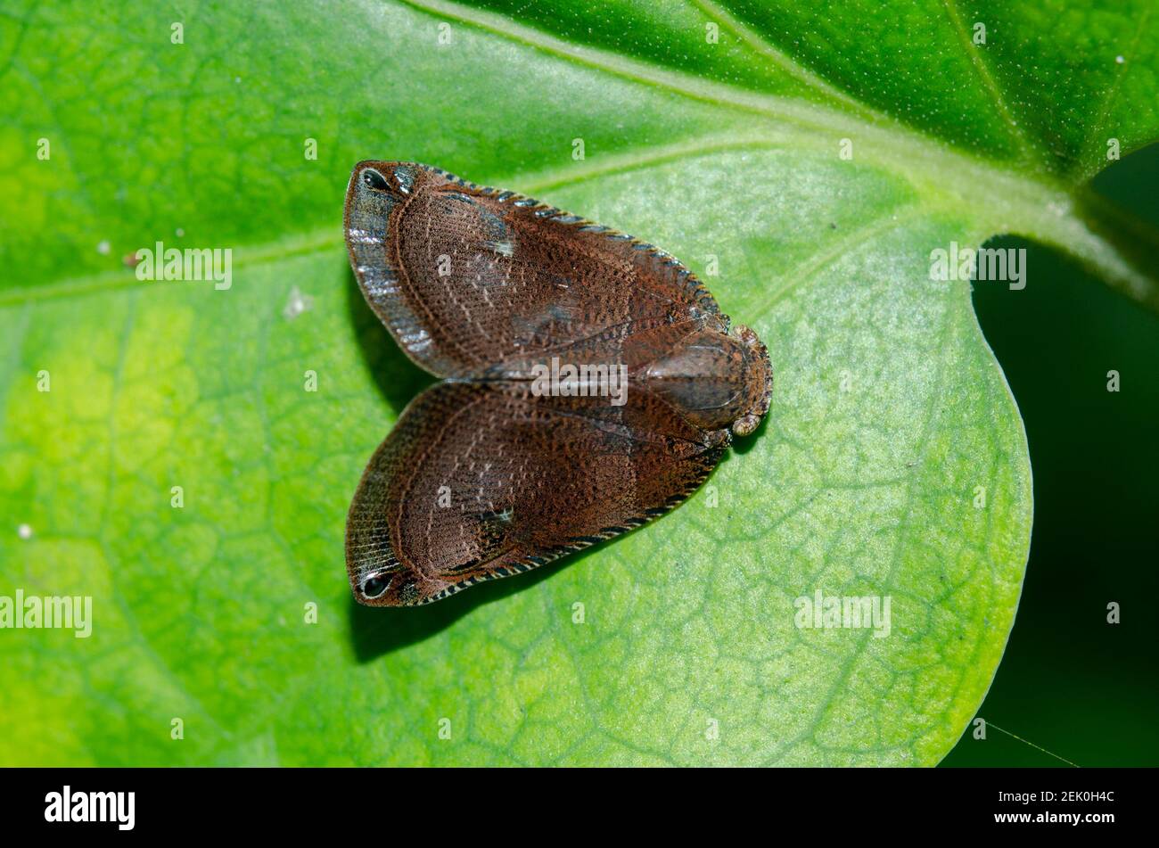 Planthopper, Ricaniidae Family, on leaf, Klungkung, Bali, Indonesia ...