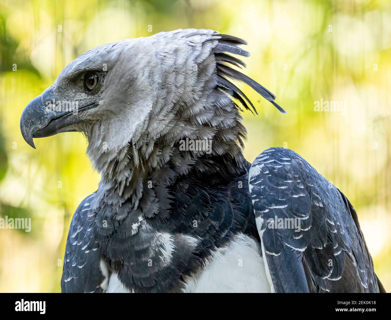 Harpy eagle monkey hi-res stock photography and images - Alamy