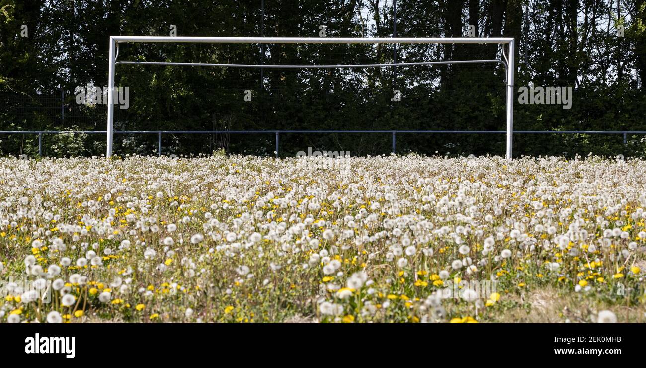 WETERINGBRUG , 24-04-2020 , Sportvereniging Oudewetering , dandelions ...