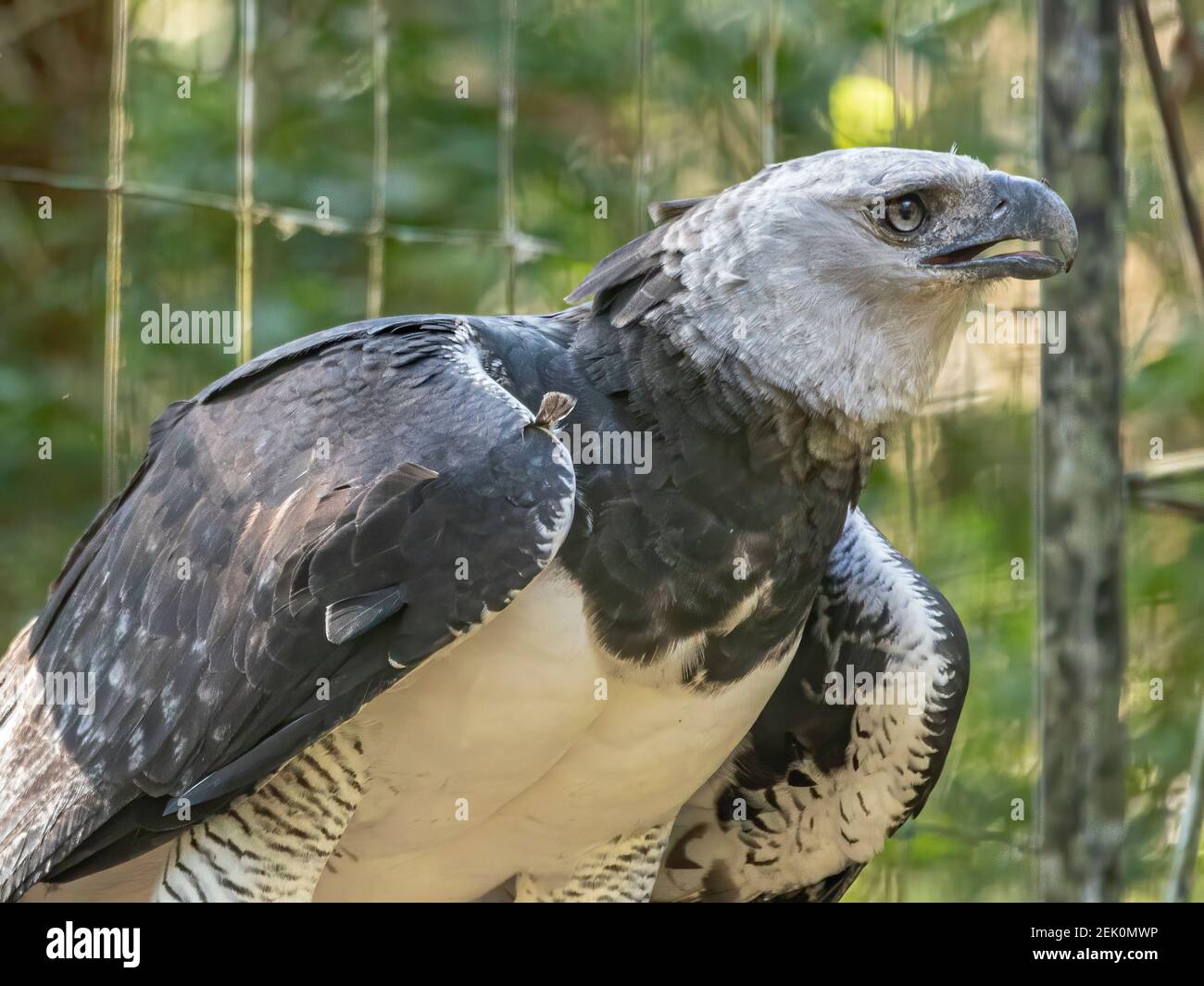Harpy eagle face hi-res stock photography and images - Alamy