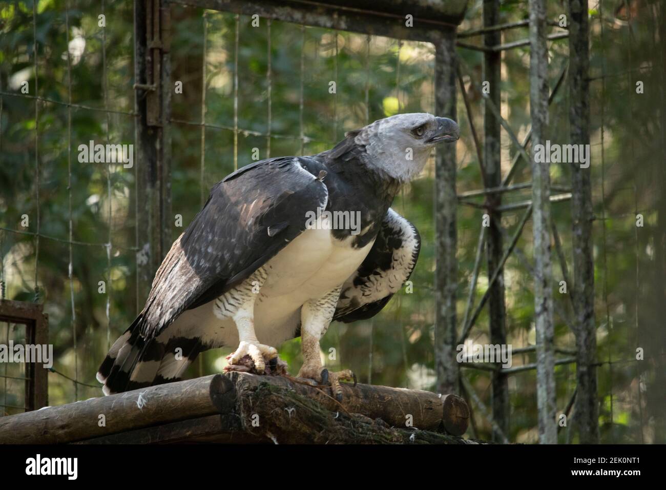 Harpy eagle monkey hi-res stock photography and images - Alamy