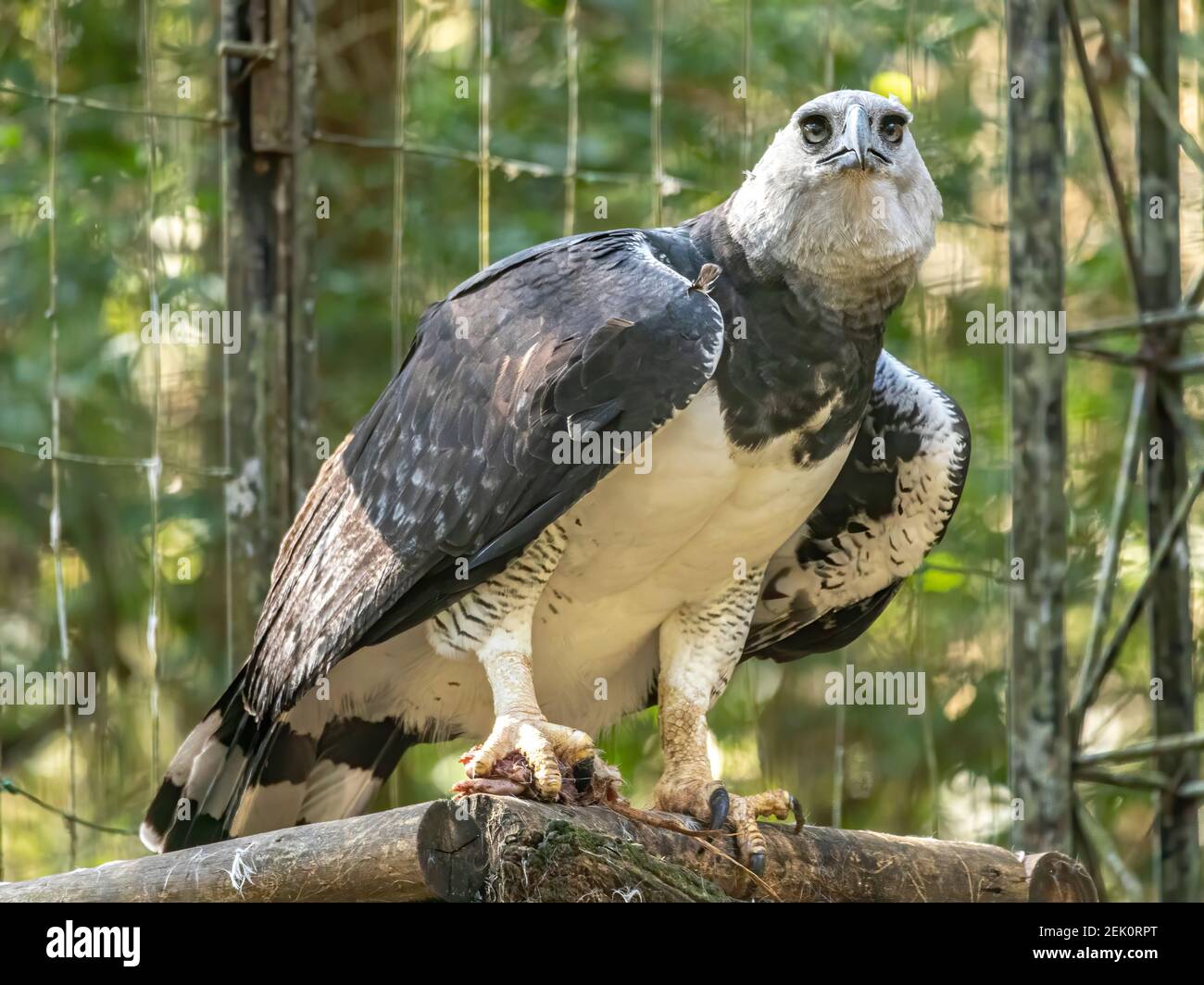 Harpy eagle monkey hi-res stock photography and images - Alamy
