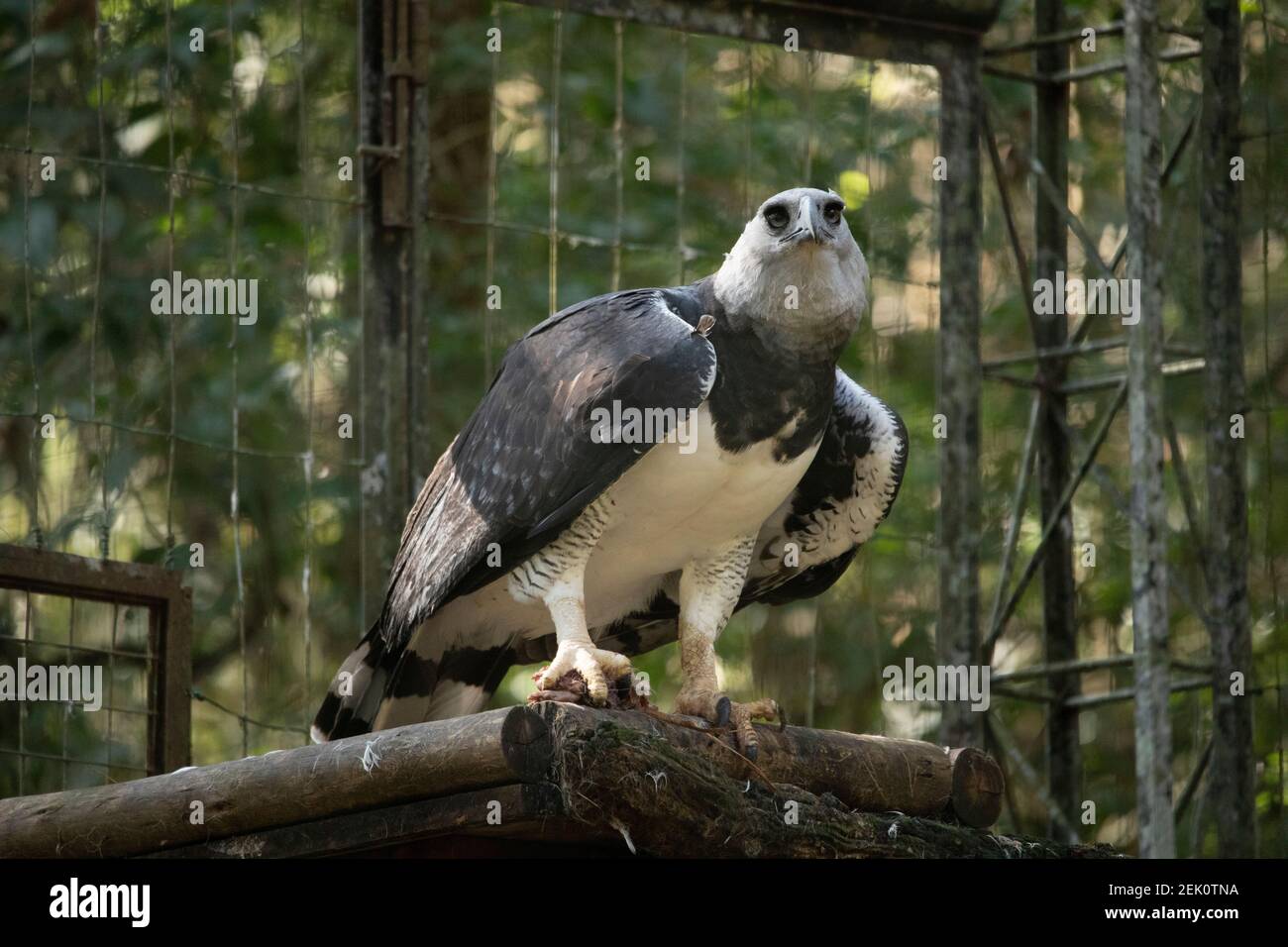 Harpy eagle monkey hi-res stock photography and images - Alamy