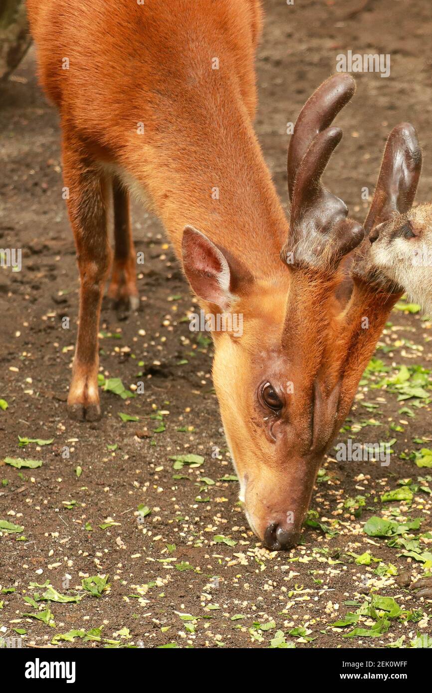 close up young barking deer Muntiacus muntjak wildlife in the natural ...