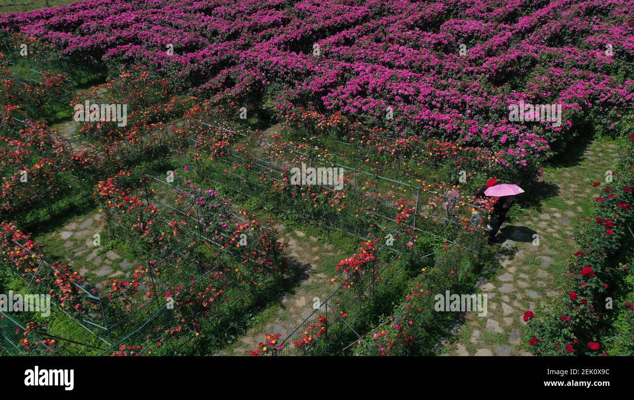 ANLONG, CHINA - APRIL 27, 2020 - Tourists visit the "Rose maze" of the ...