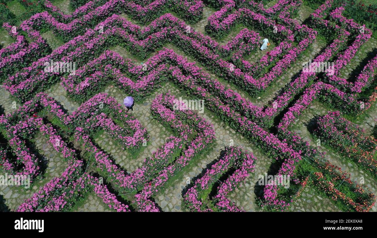 ANLONG, CHINA - APRIL 27, 2020 - Tourists visit the "Rose maze" of the ...