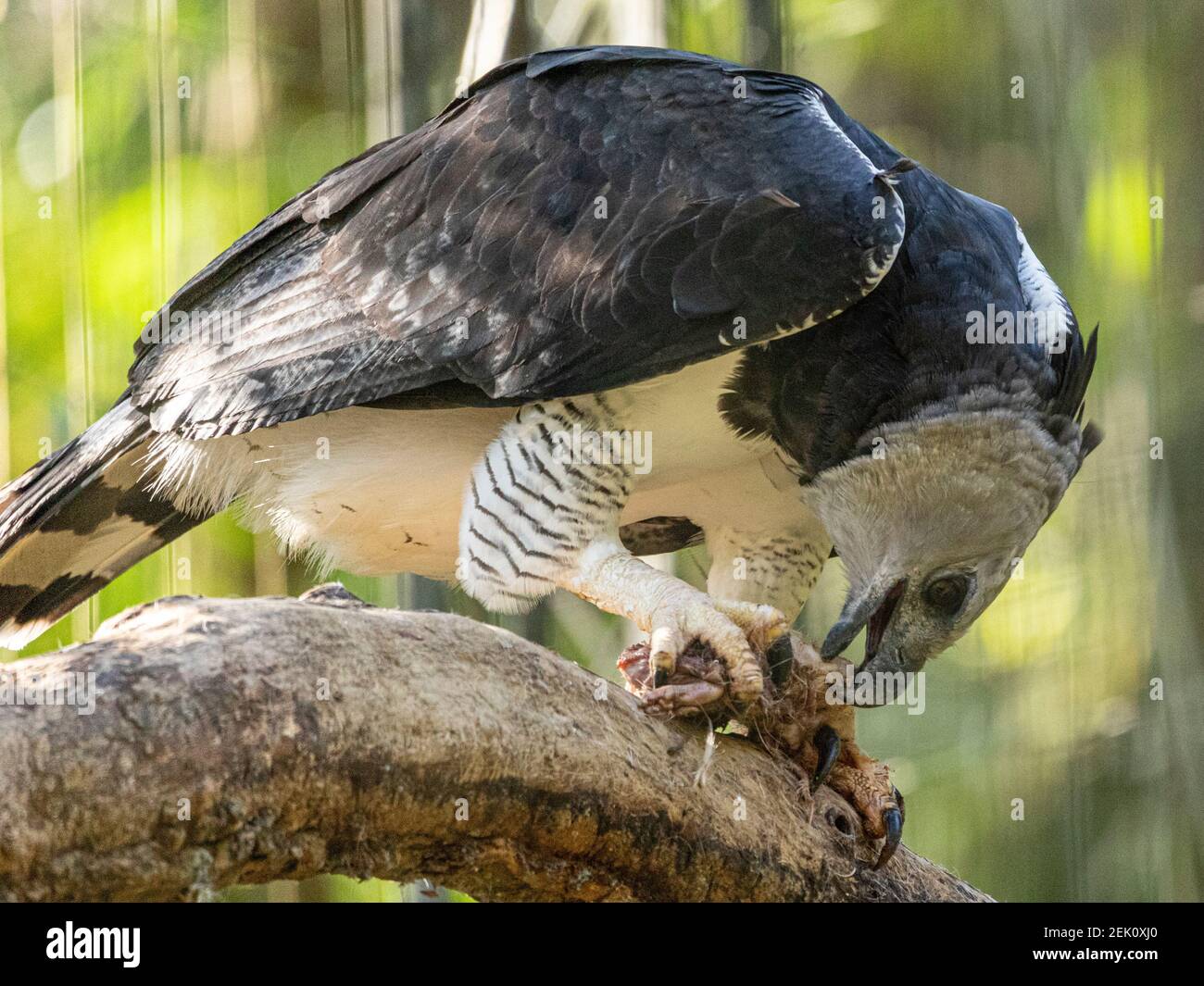 Harpy eagle monkey hi-res stock photography and images - Alamy