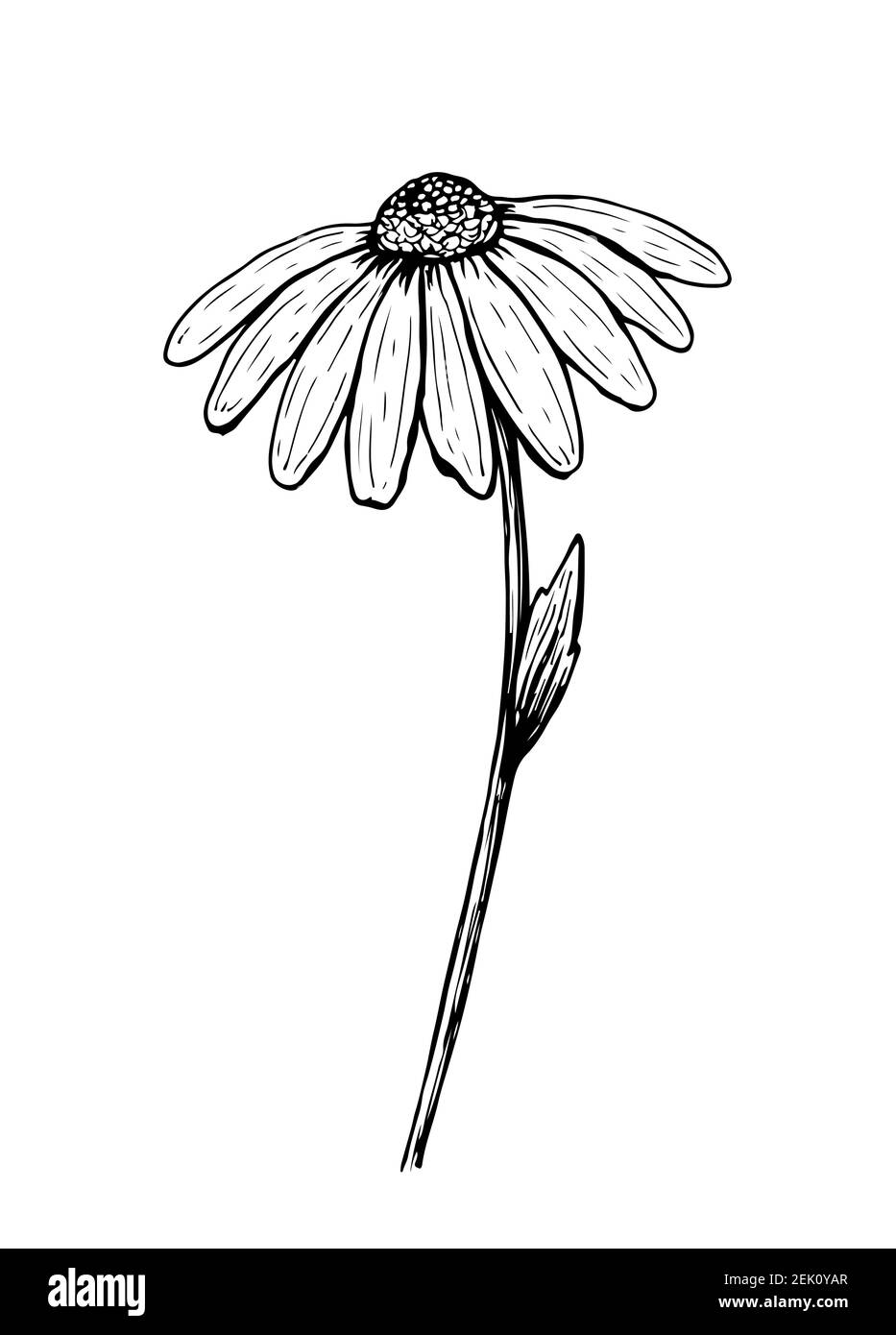 Doodle daisy flower isolated on white background. Sketch of chamomile ...