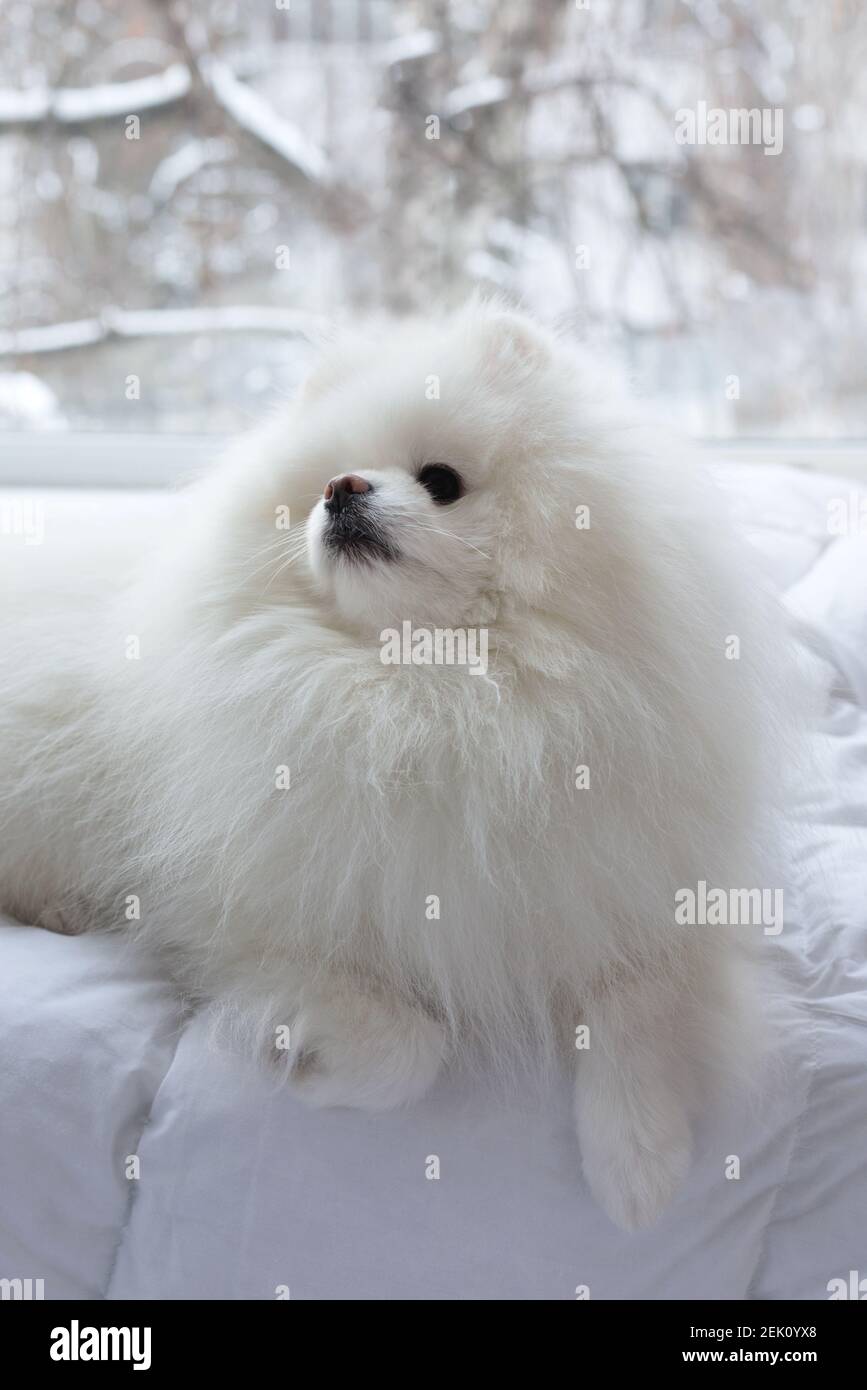 Pomeranian Dog White Adorable and Fluffy. Close up portrait of a pet ...