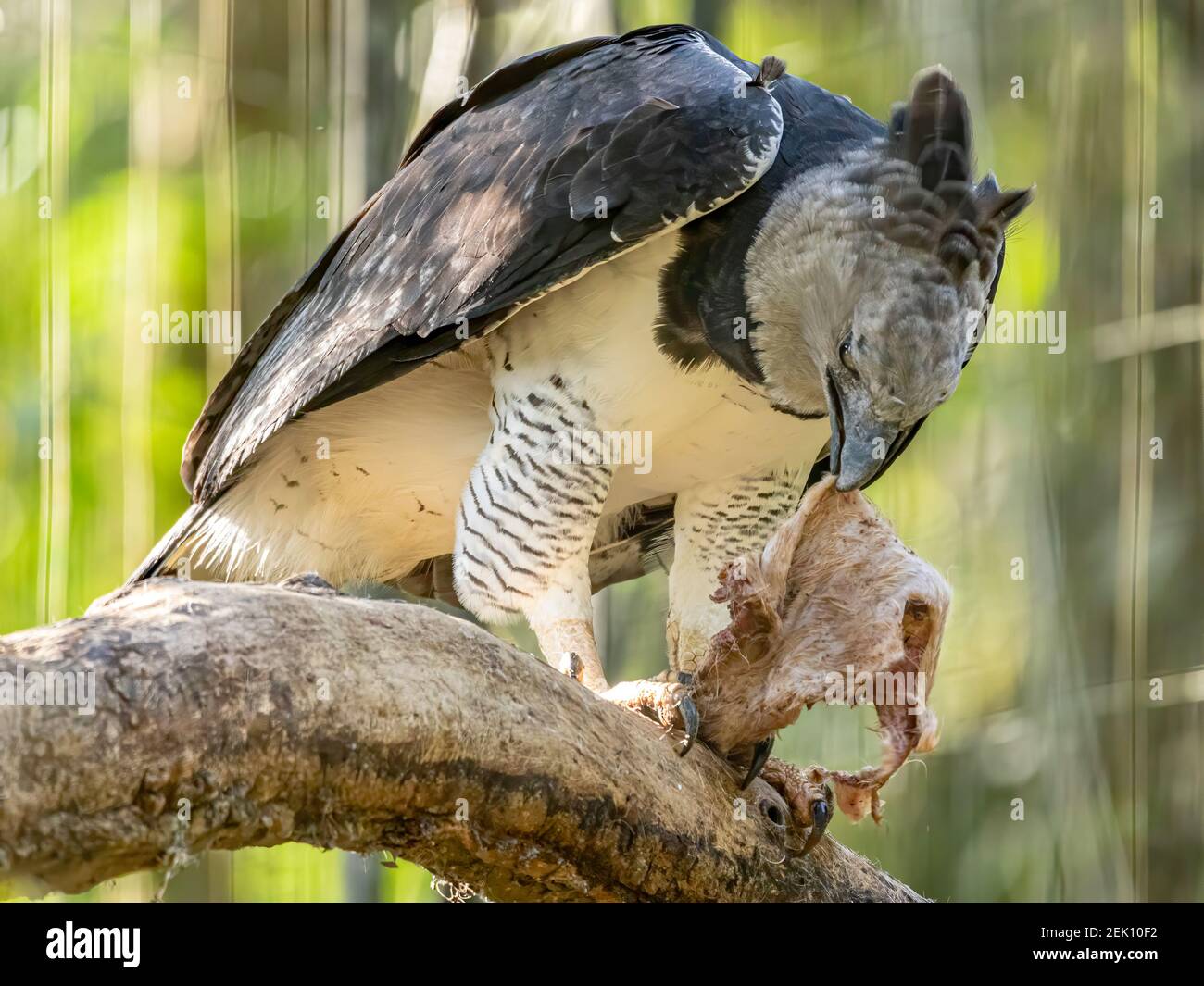 The Harpy Eagle (Harpia harpyja) with green nature bokeh as background Stock Photo - Alamy