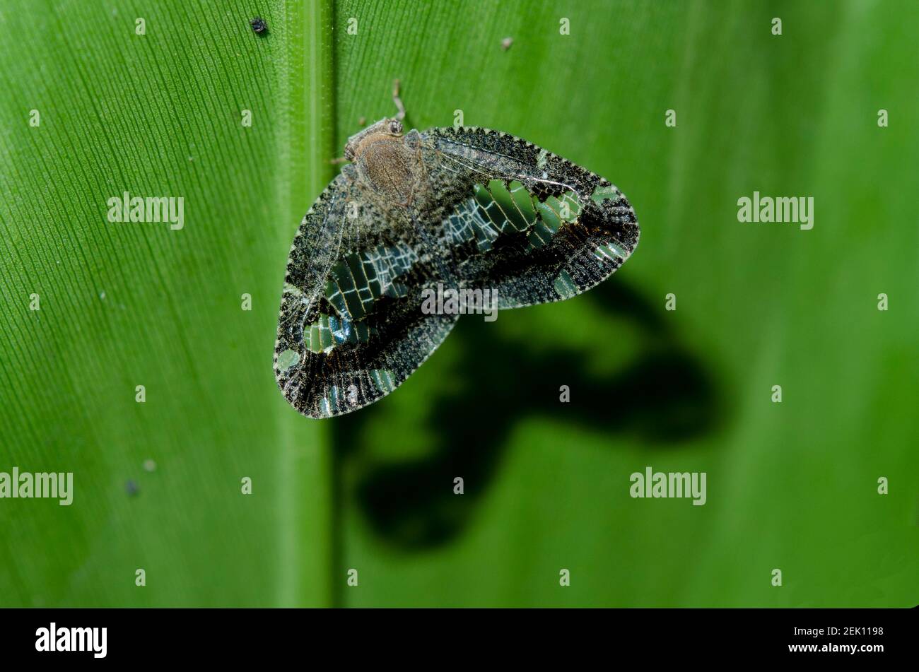 Planthopper, Ricaniidae Family, with semi-transparent wing shadow on ...