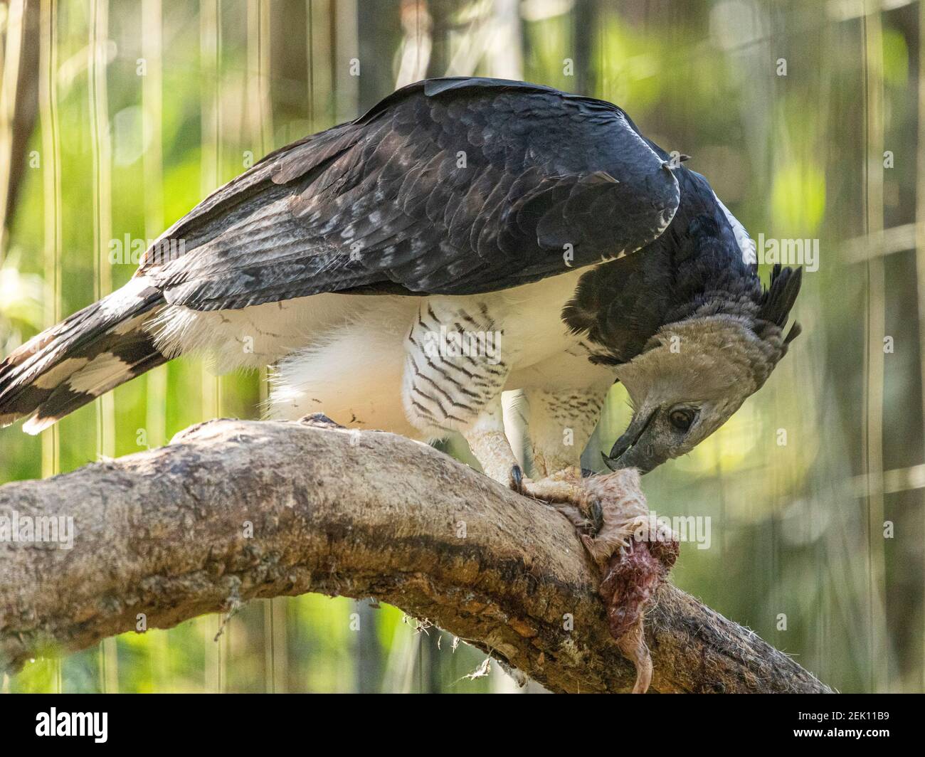 Harpy eagle monkey hi-res stock photography and images - Alamy