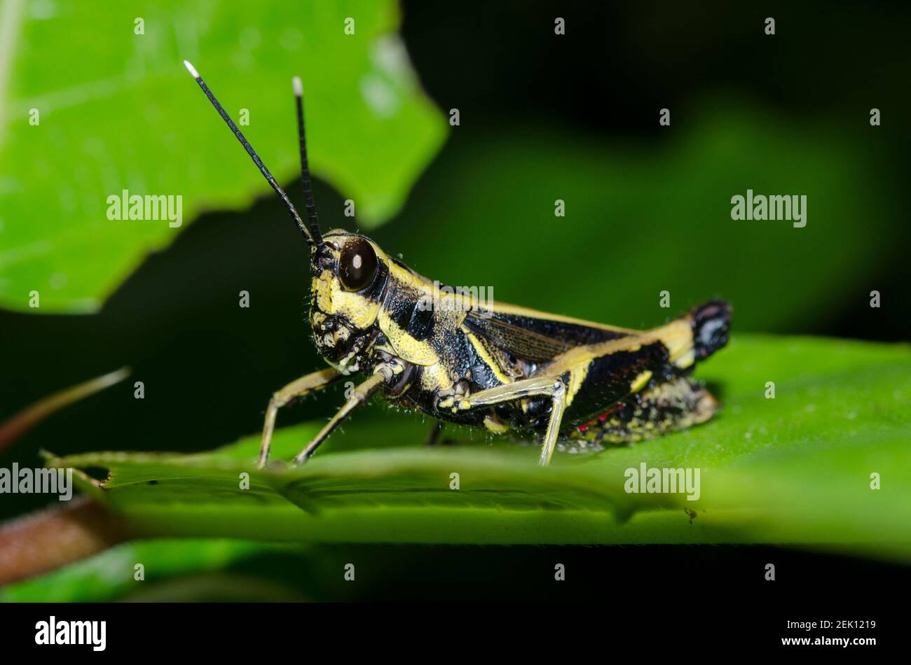 Tropical grasshopper pattern hi-res stock photography and images - Alamy