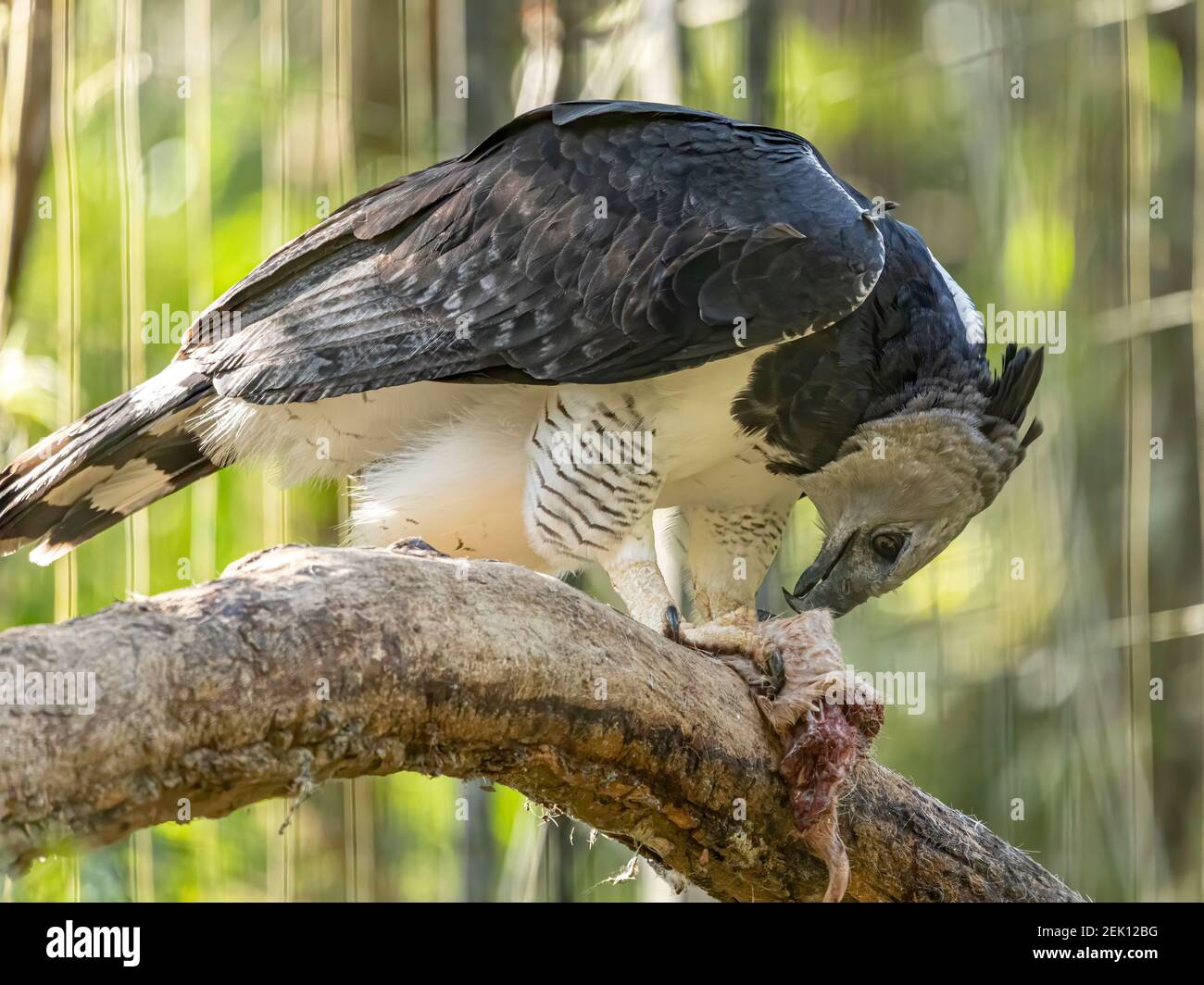 Harpy eagle face hi-res stock photography and images - Alamy