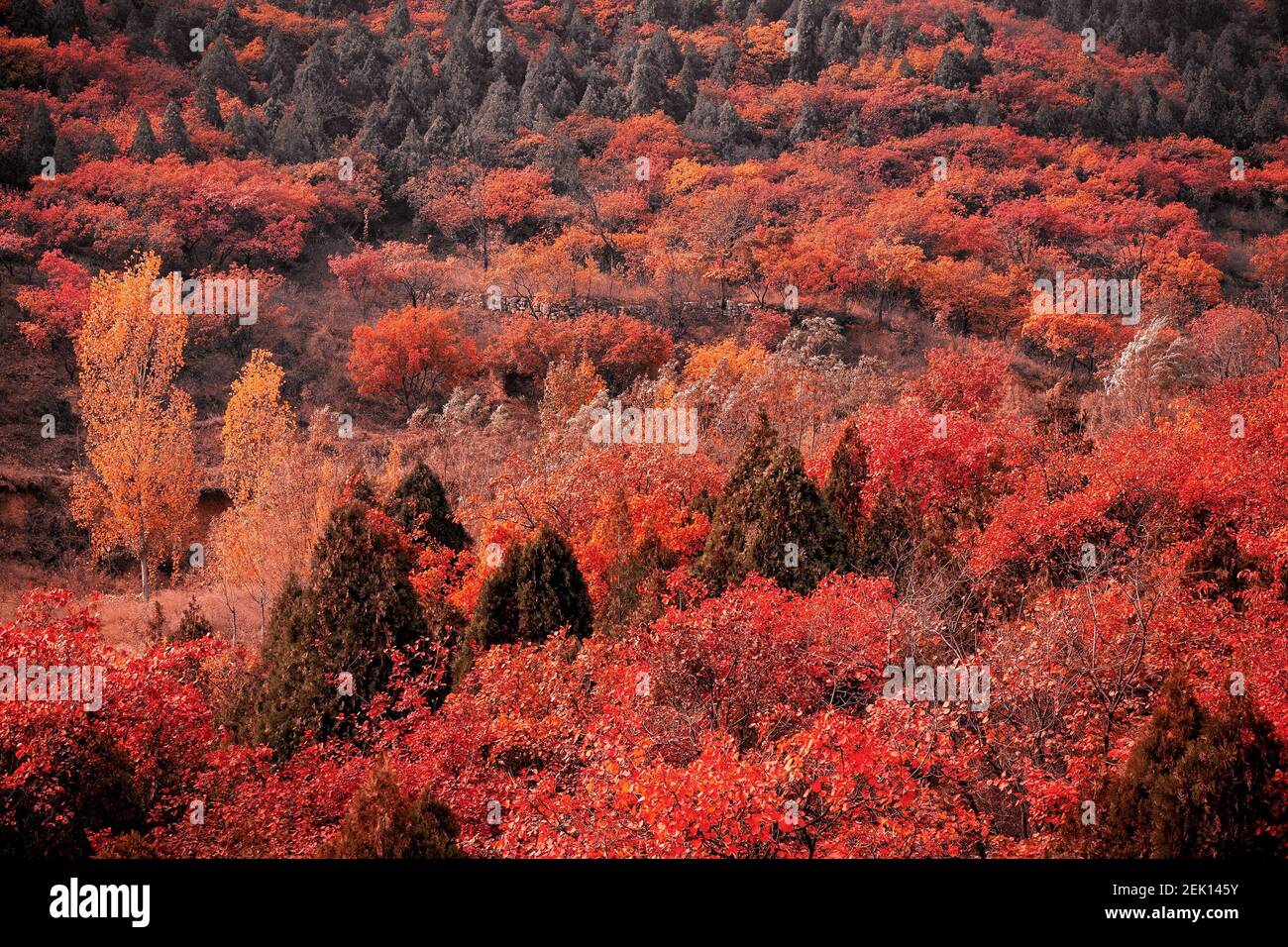 Beijingï¼ŒCHINA-On April 28, 2020, in Beijing, a photographer spent 10 ...