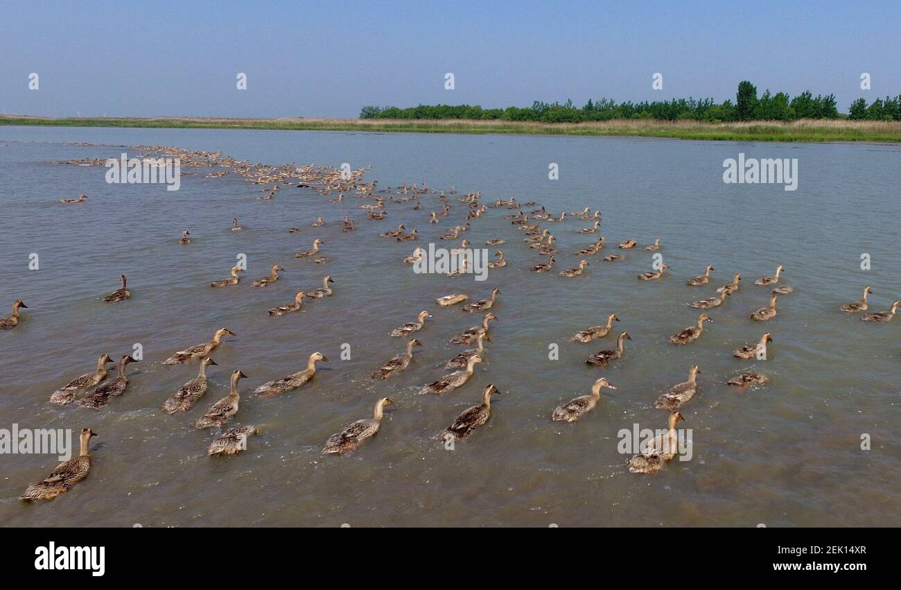 GAOYOU, CHINA - APRIL 29, 2020 - Duck swims in the water at a duck ...