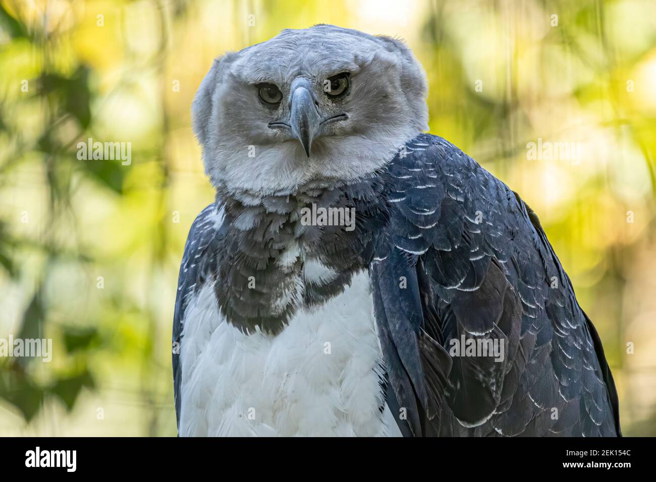 Harpy eagle face hi-res stock photography and images - Alamy