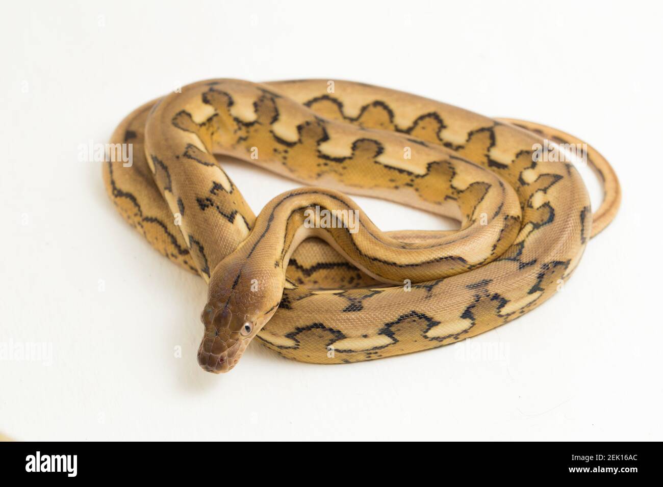 platinum tiger reticulated python snake Stock Photo - Alamy