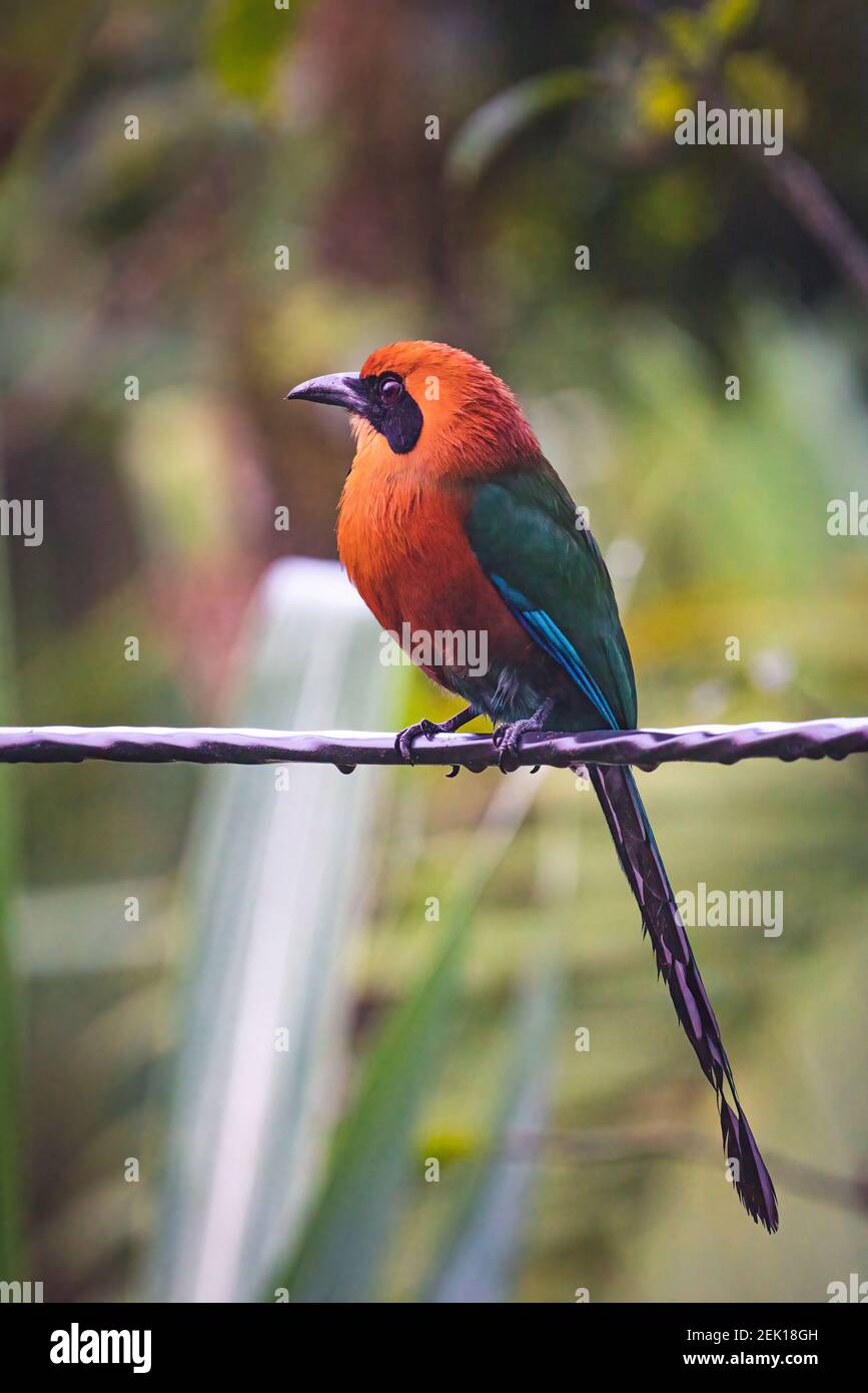 Motmot flight hi-res stock photography and images - Alamy