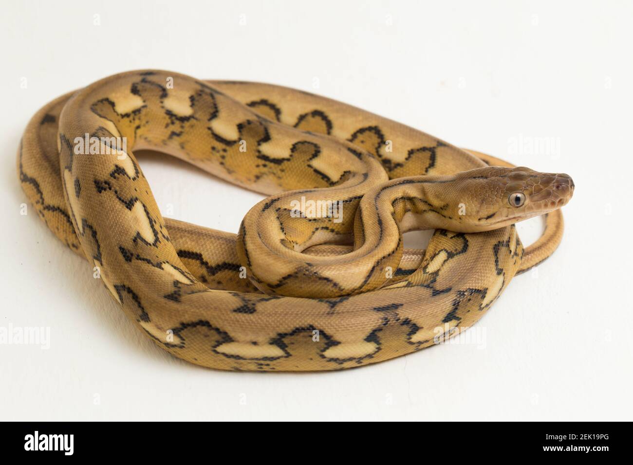platinum tiger reticulated python snake Stock Photo - Alamy