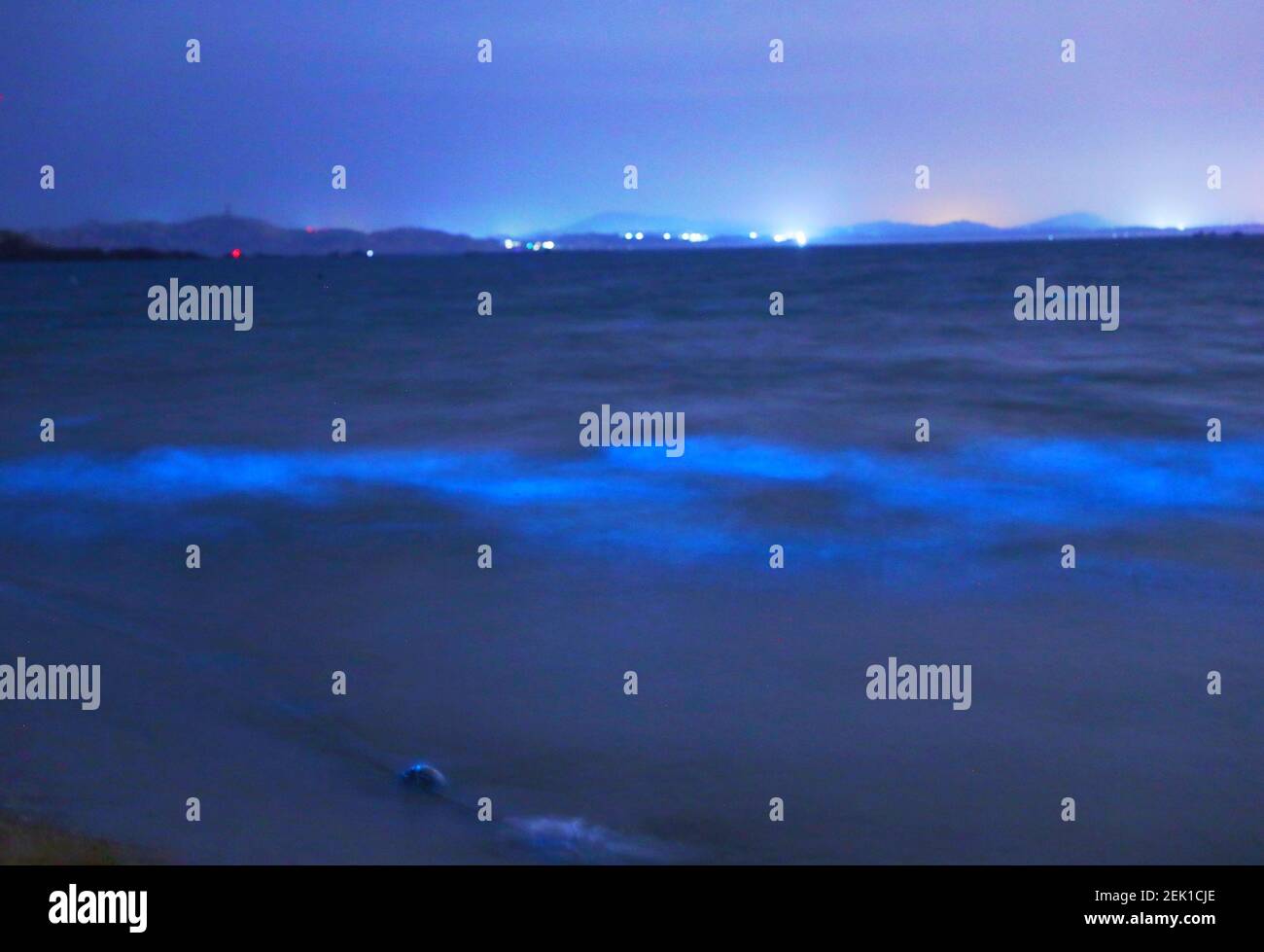 Sea sparkles, which is academically known as Noctiluca scintillans ...