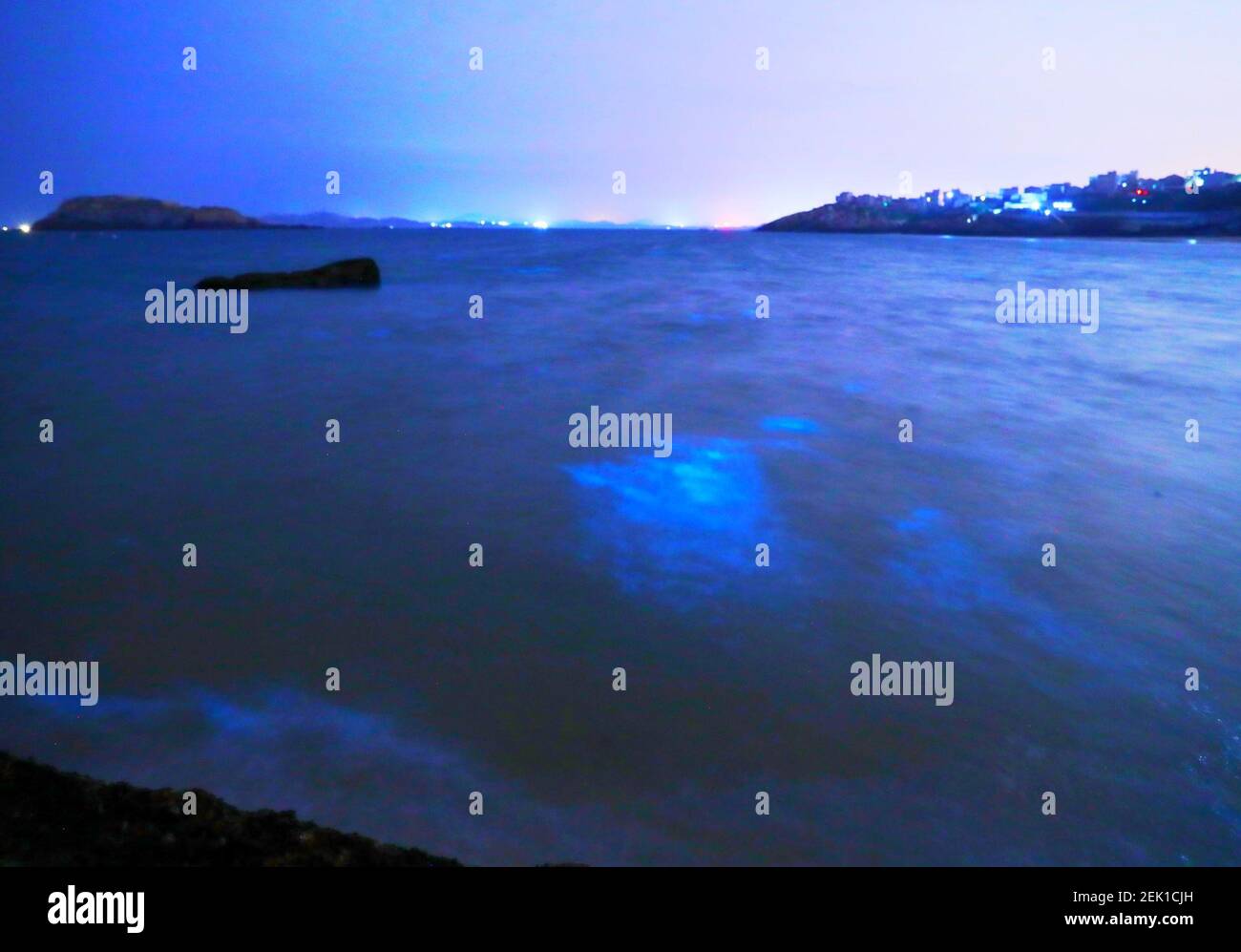 Sea sparkles, which is academically known as Noctiluca scintillans ...