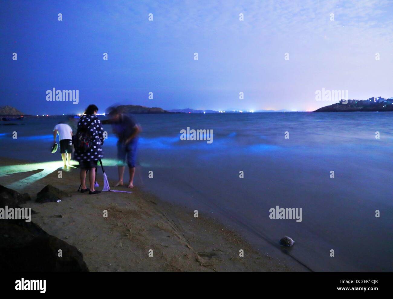 Sea sparkles, which is academically known as Noctiluca scintillans ...