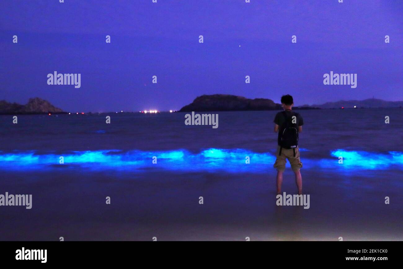 Sea sparkles, which is academically known as Noctiluca scintillans ...