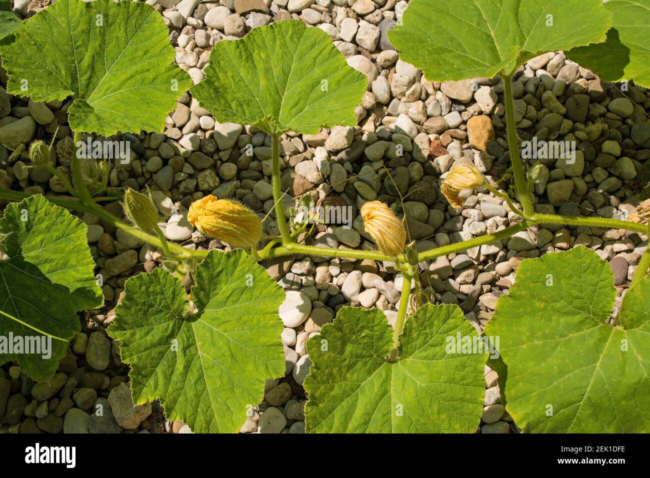 Butternut squash plant hi-res stock photography and images - Alamy