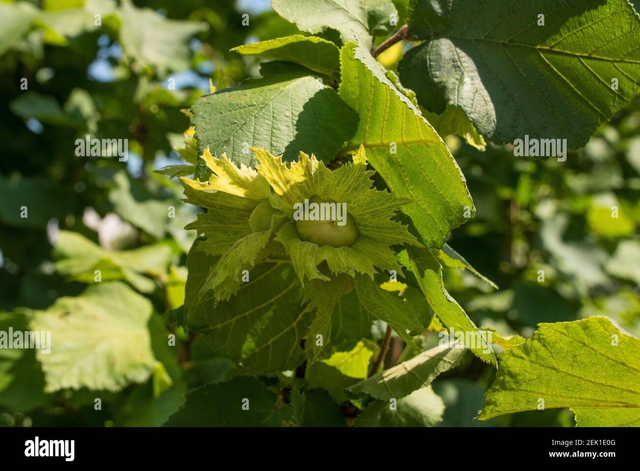 Hazel huts hi-res stock photography and images - Alamy