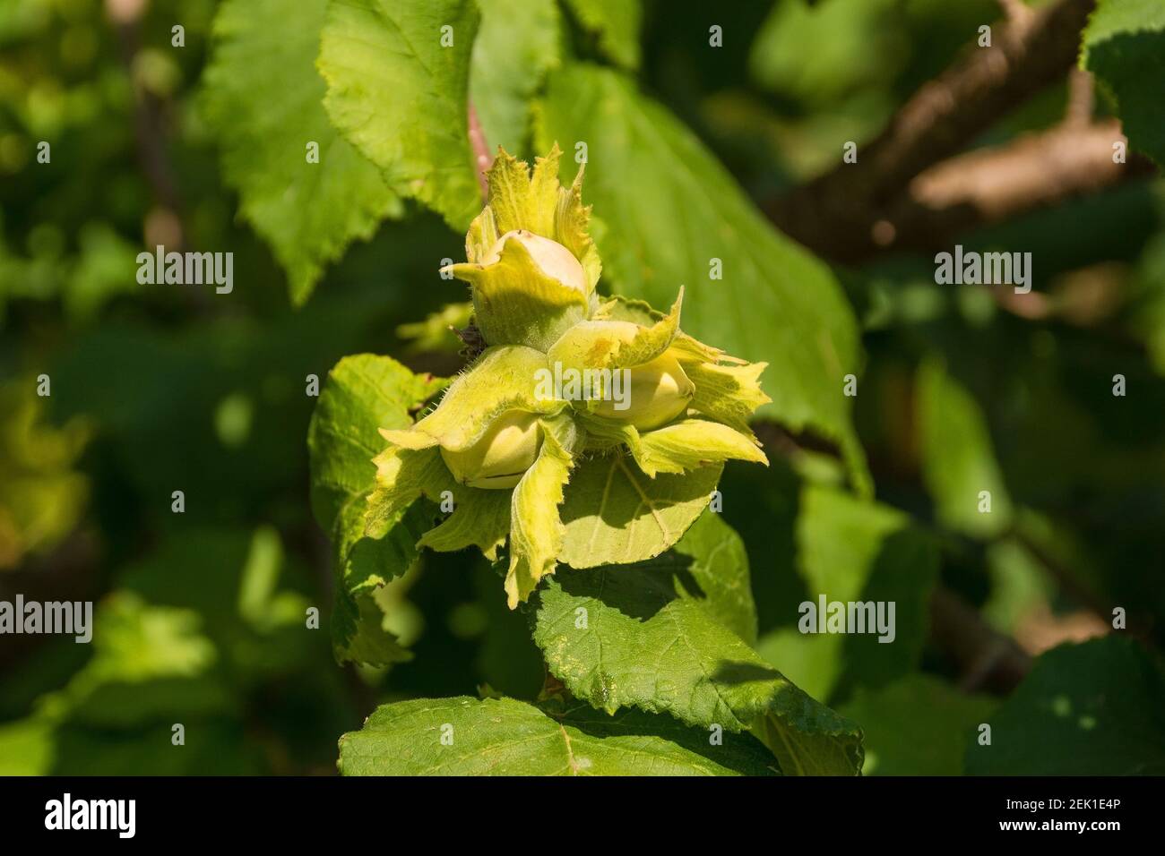 Hazel huts hi-res stock photography and images - Alamy