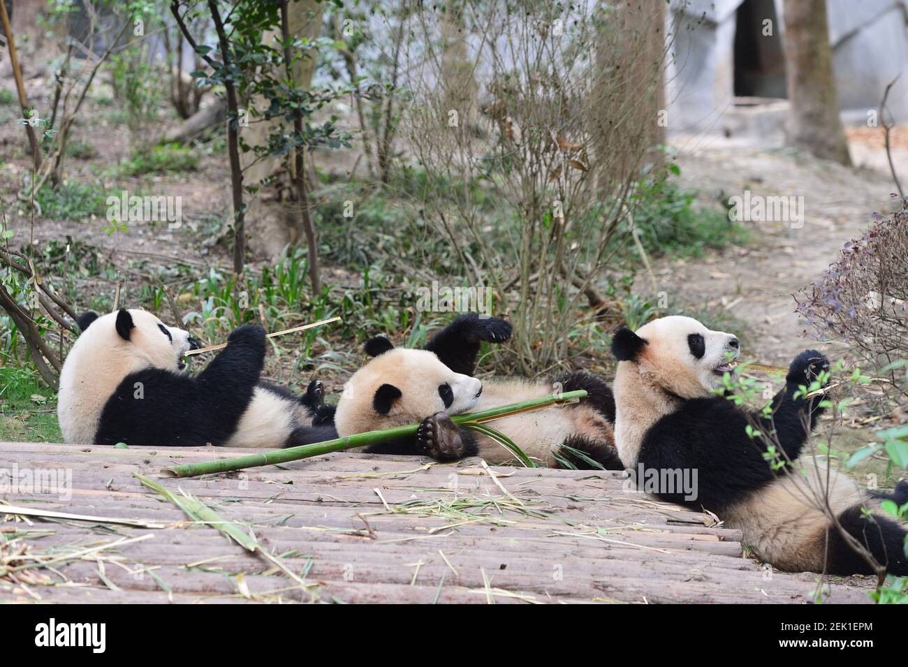 Giant pandas entertain tourists who seize the chance travelling during ...