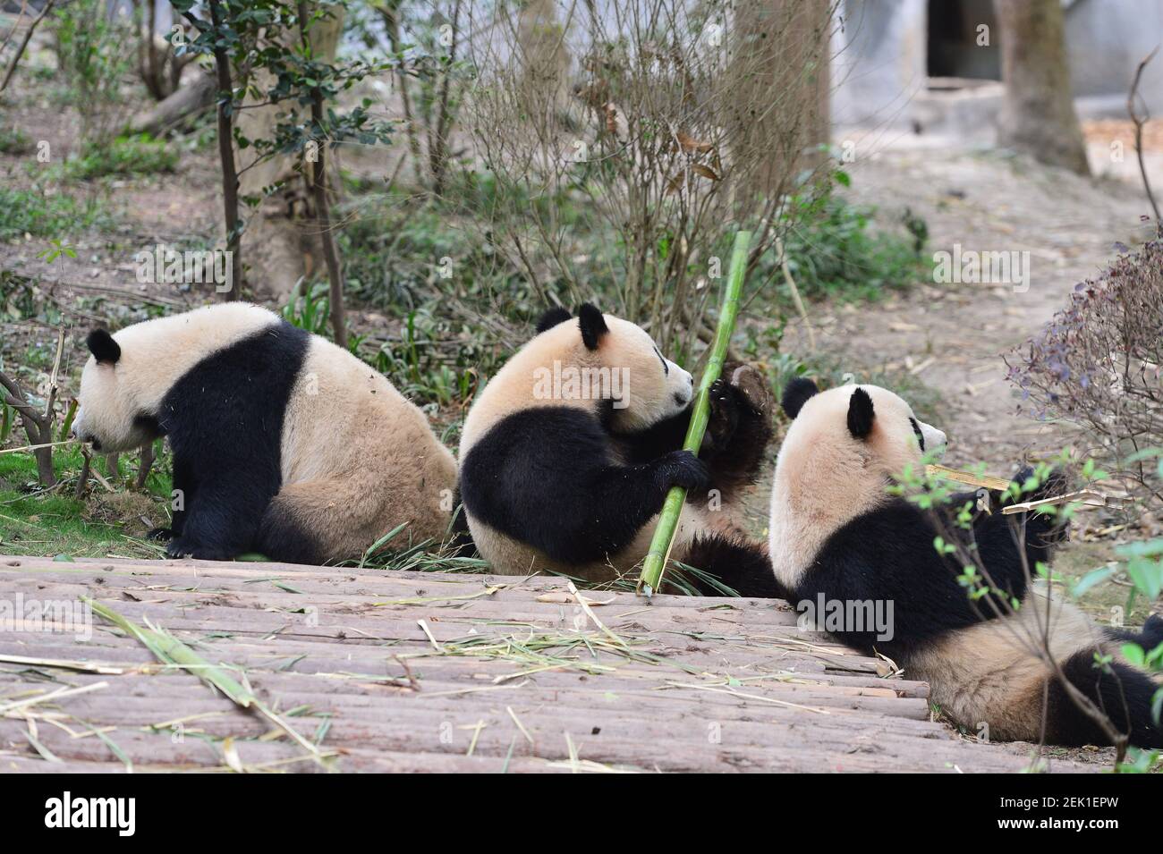 Giant pandas entertain tourists who seize the chance travelling during ...