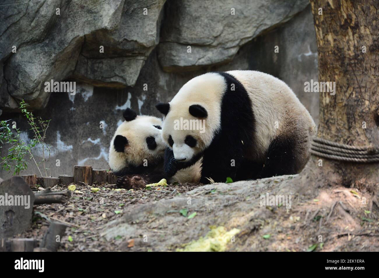 Giant pandas entertain tourists who seize the chance travelling during ...