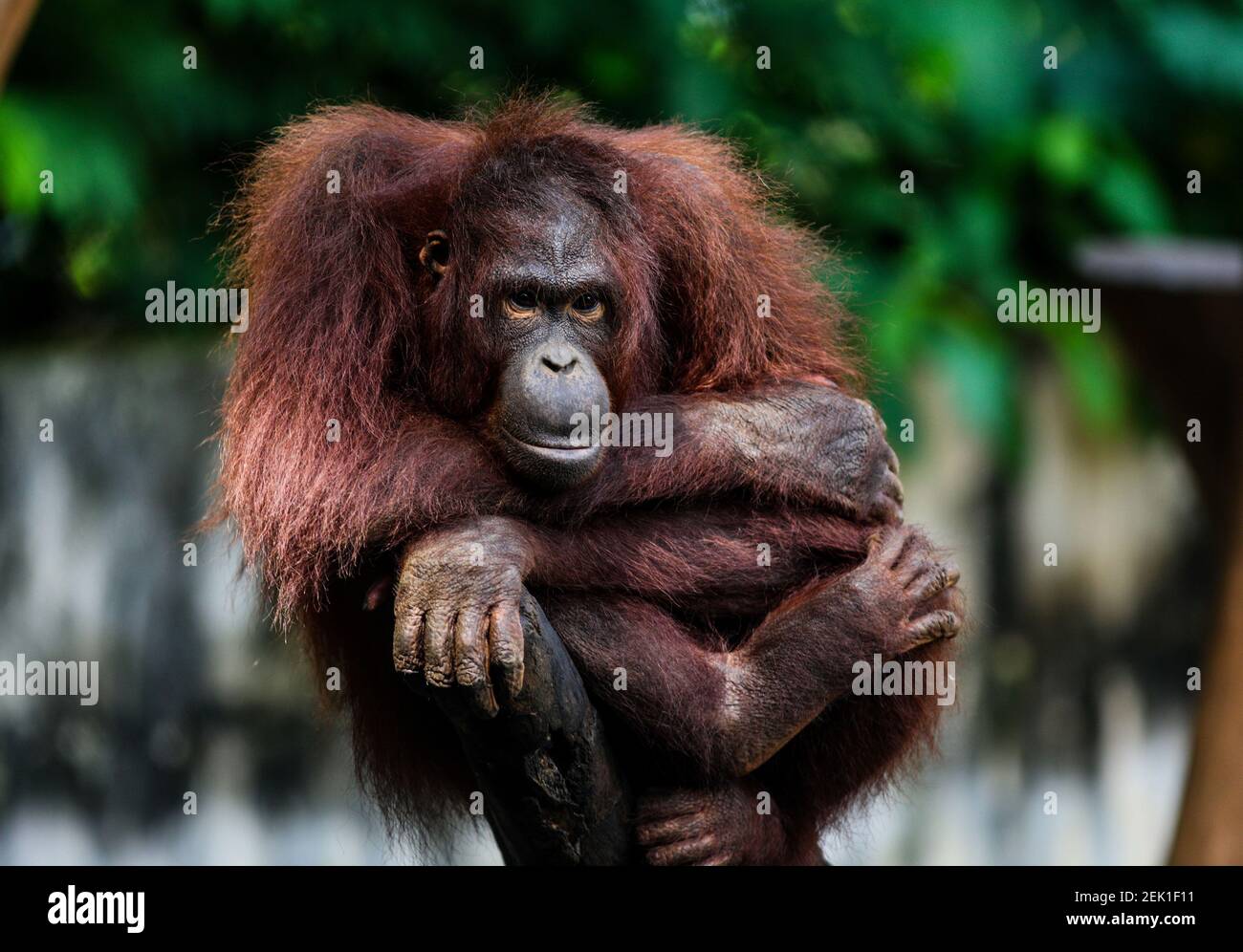 An Orangutan was in the cage at the zoo in Bandung, West Java ...