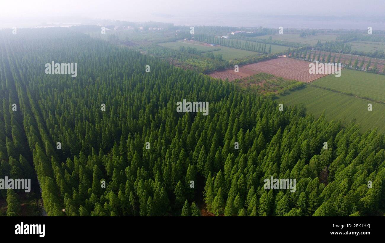 An aerial view of dawn redwood forest in Baoyinghu National Wetland ...