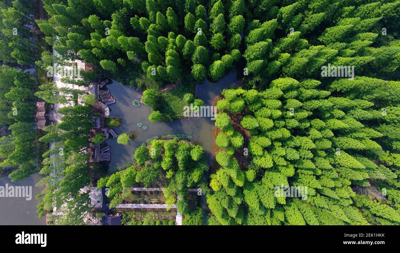 An aerial view of dawn redwood forest in Baoyinghu National Wetland ...