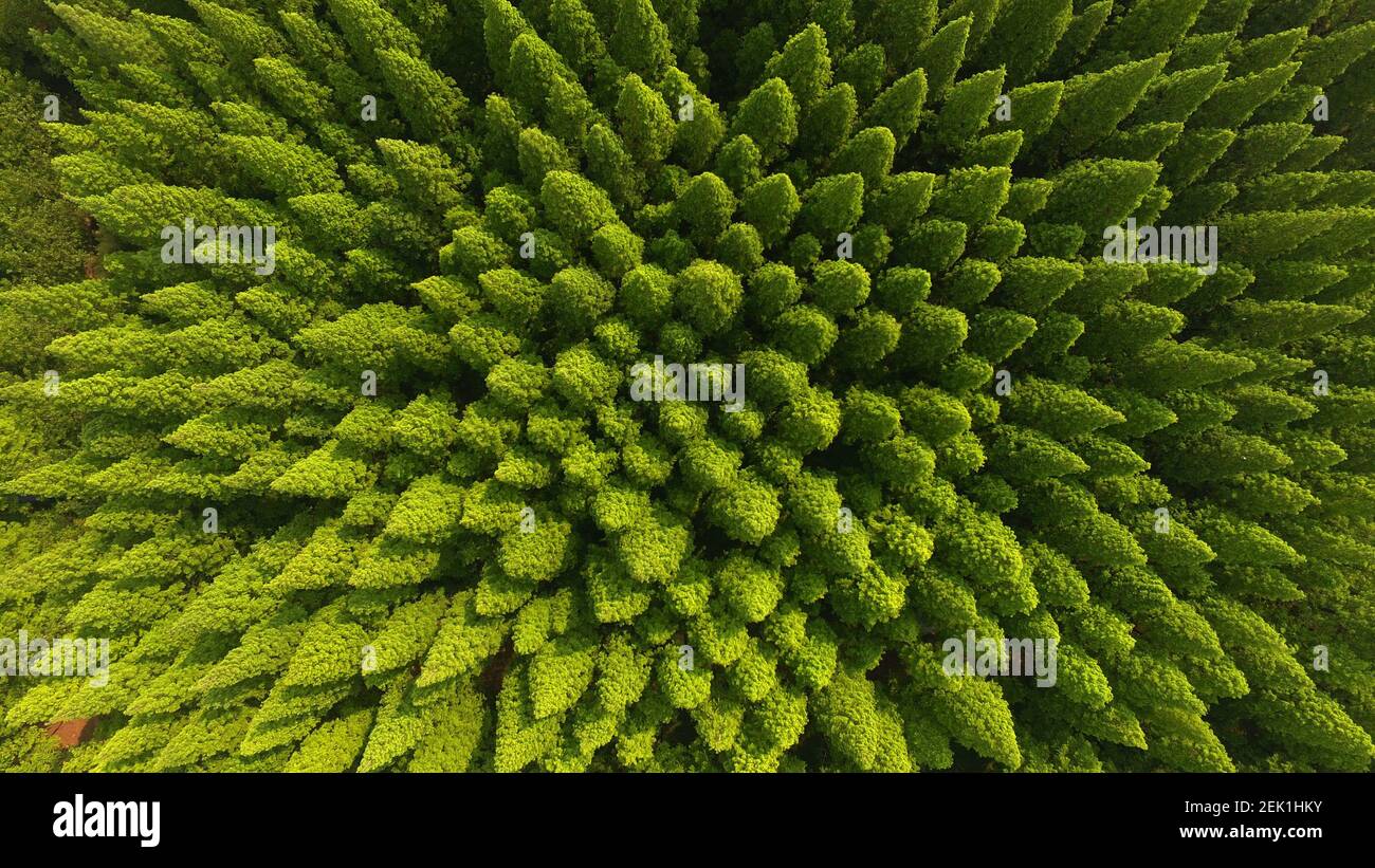 An aerial view of dawn redwood forest in Baoyinghu National Wetland ...