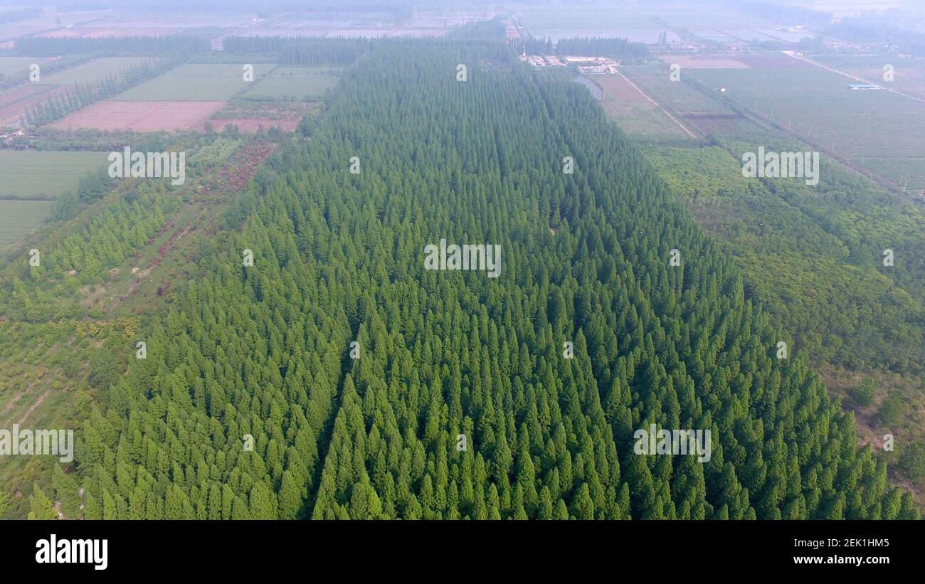 An aerial view of dawn redwood forest in Baoyinghu National Wetland ...