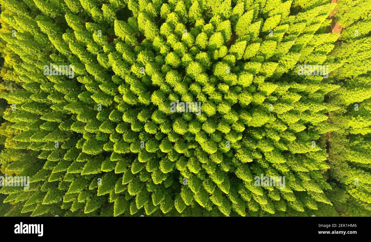 An aerial view of dawn redwood forest in Baoyinghu National Wetland ...