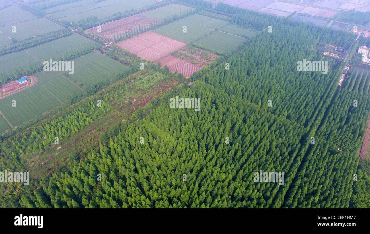 An aerial view of dawn redwood forest in Baoyinghu National Wetland ...