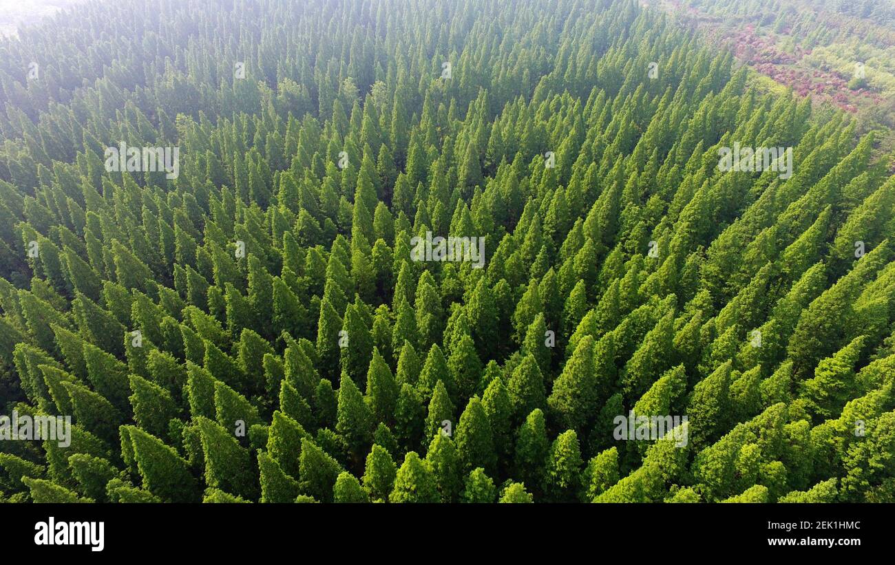 An aerial view of dawn redwood forest in Baoyinghu National Wetland ...