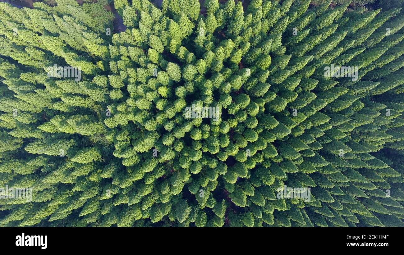 An aerial view of dawn redwood forest in Baoyinghu National Wetland ...